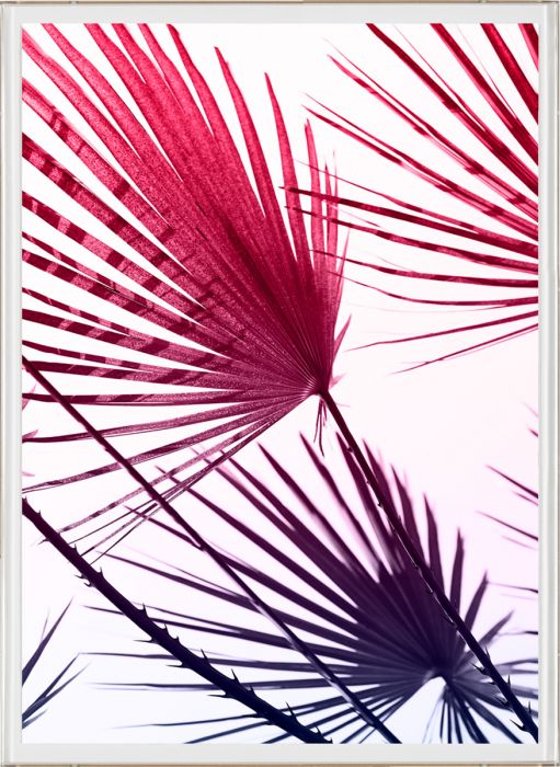 Natural Curiosities Palm Springs Collection Art Prints - Ivy Home