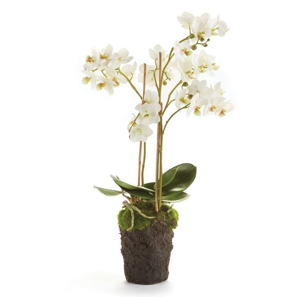 Phalaenopsis Orchid Drop In 20" - Ivy Home