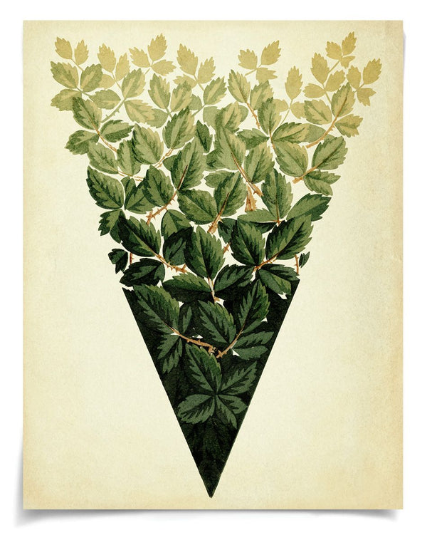Natural Curiosities Pignier Lyon Art - Ivy Home